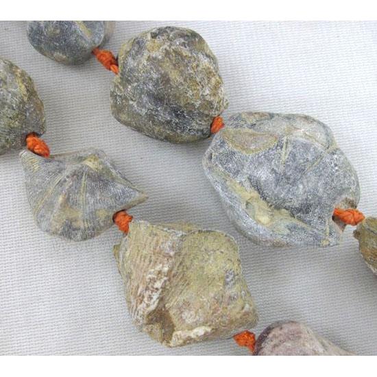 Shell Clams Fossil beads, freeform, approx 10-40mm (GMLB329) - AndBead.com