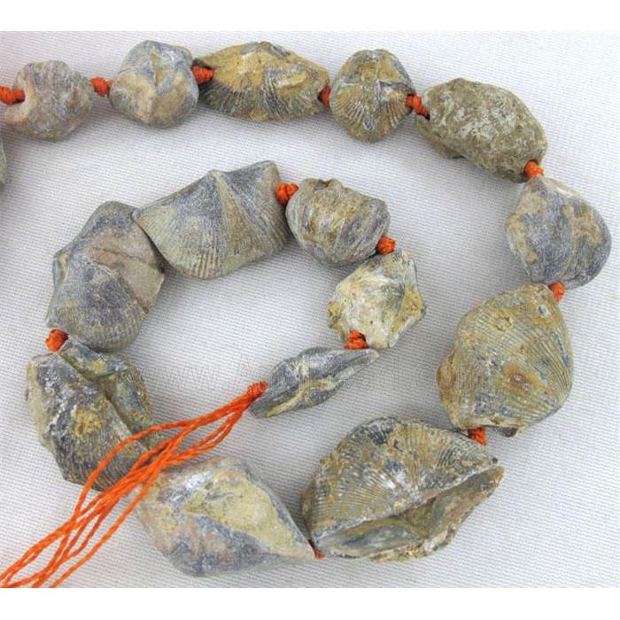 Shell Clams Fossil beads, freeform, approx 10-40mm (GMLB329) - AndBead.com